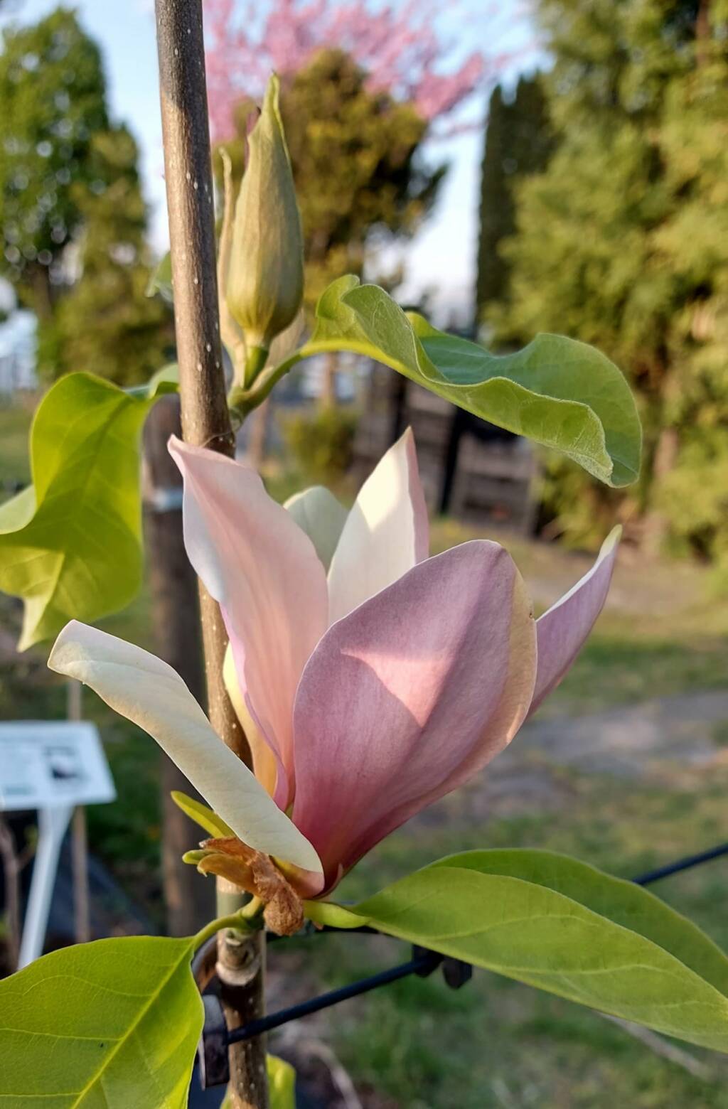 Magnolia – orientalna arystokratka w ogrodzie - Zadbaj o swój ogród z ...