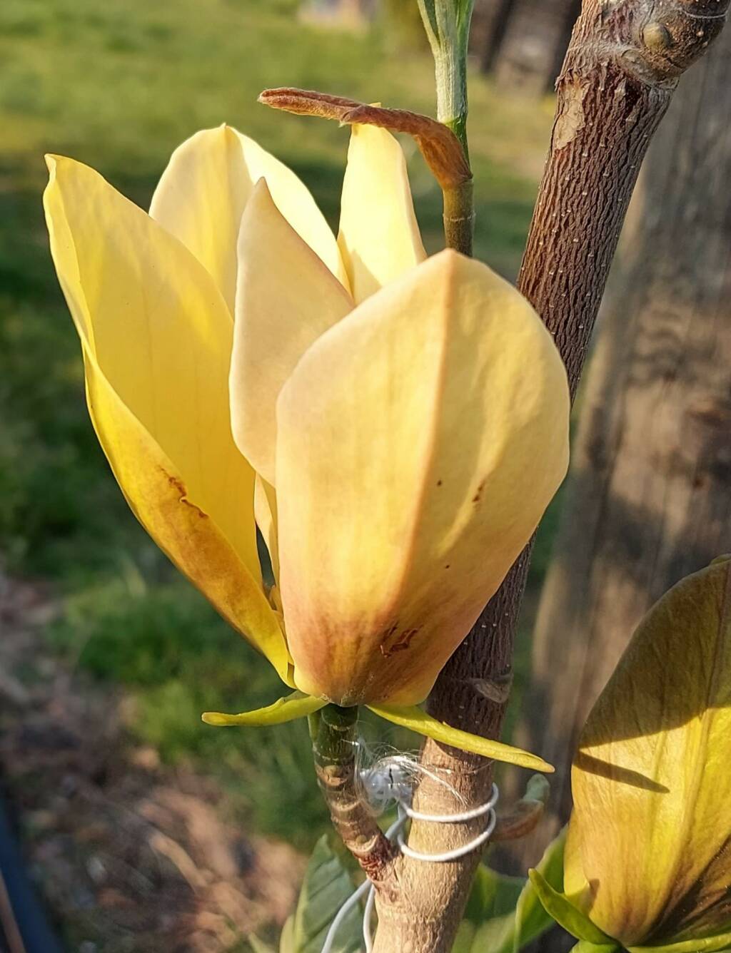 Magnolia – orientalna arystokratka w ogrodzie - Zadbaj o swój ogród z ...