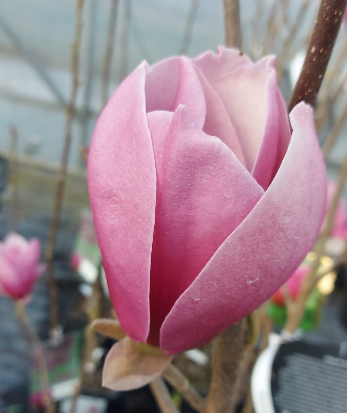 Magnolia – orientalna arystokratka w ogrodzie - Zadbaj o swój ogród z ...