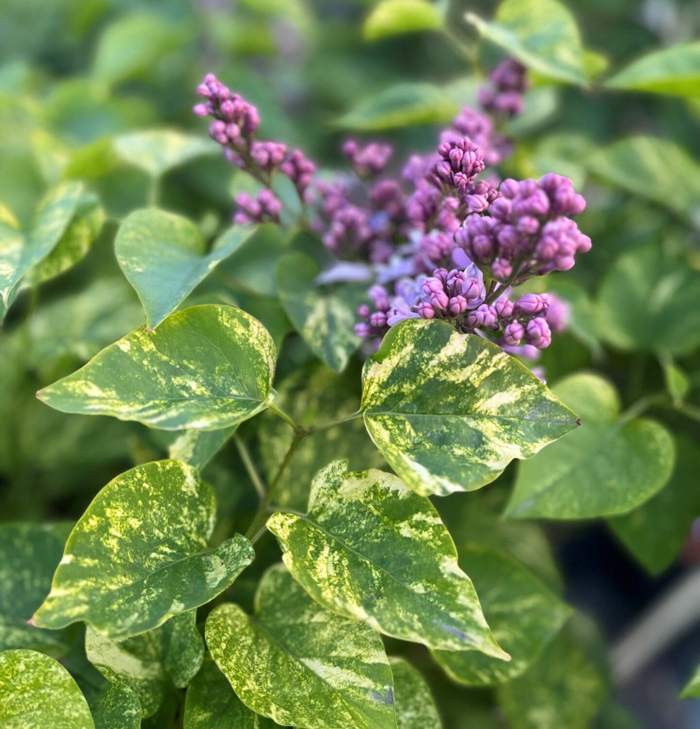 Hortensja piłkowana F&F ‘Blueberry Cheesecake' - Zadbaj o swój ogród z ...