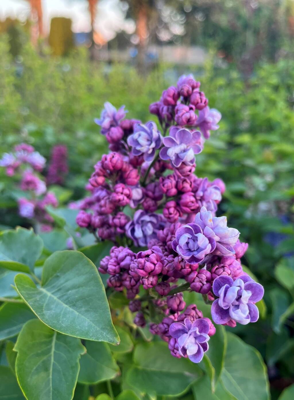 Hortensja piłkowana F&F ‘Blueberry Cheesecake' - Zadbaj o swój ogród z ...
