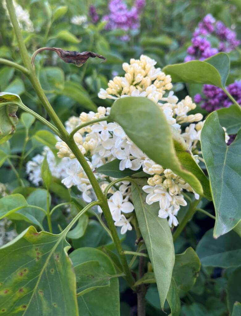 Ketmia syryjska 'Flower Tower White' - Zadbaj o swój ogród z Ogrodkowy.pl